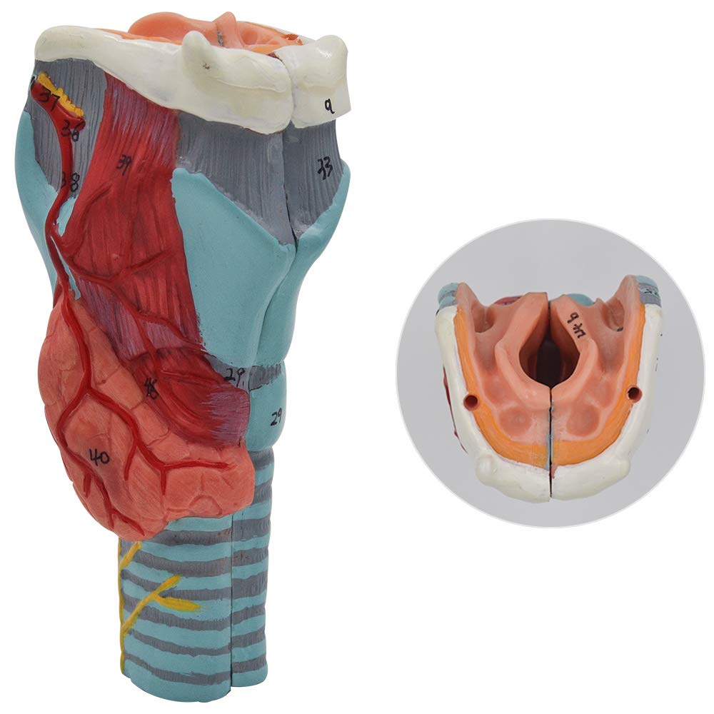 Teeth And Larynx Model Labeled
